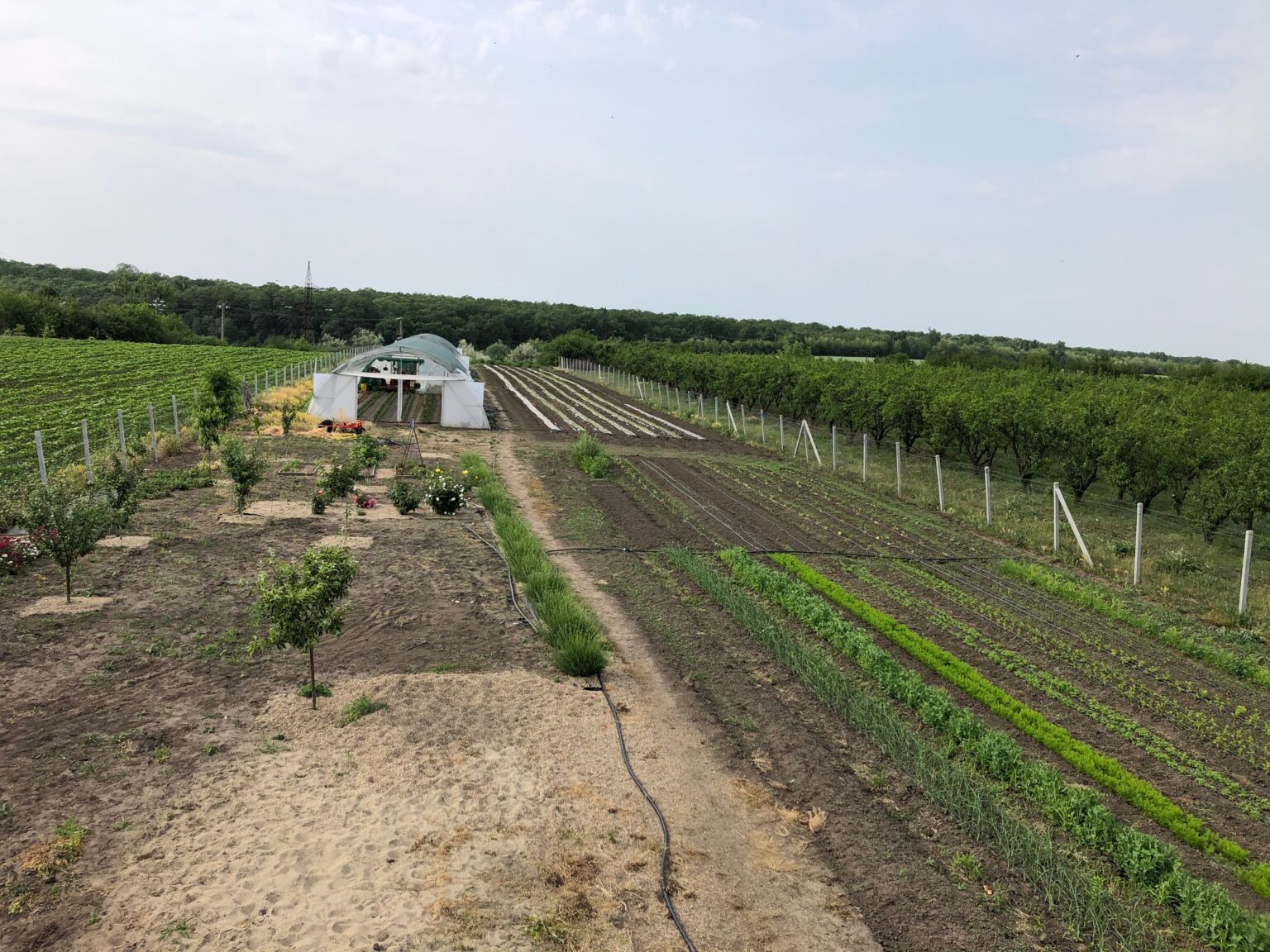 Prima pagină - Rodul Pamantului